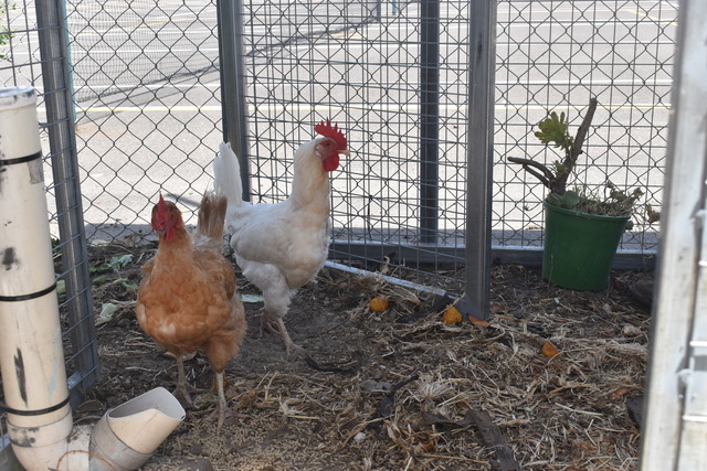 New chook house for center | The South Eastern Times